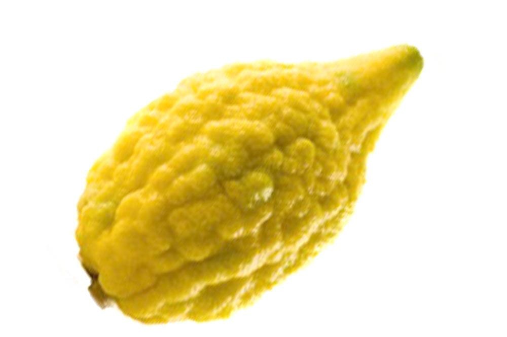 Israeli Esrog Sets – LA Esrog